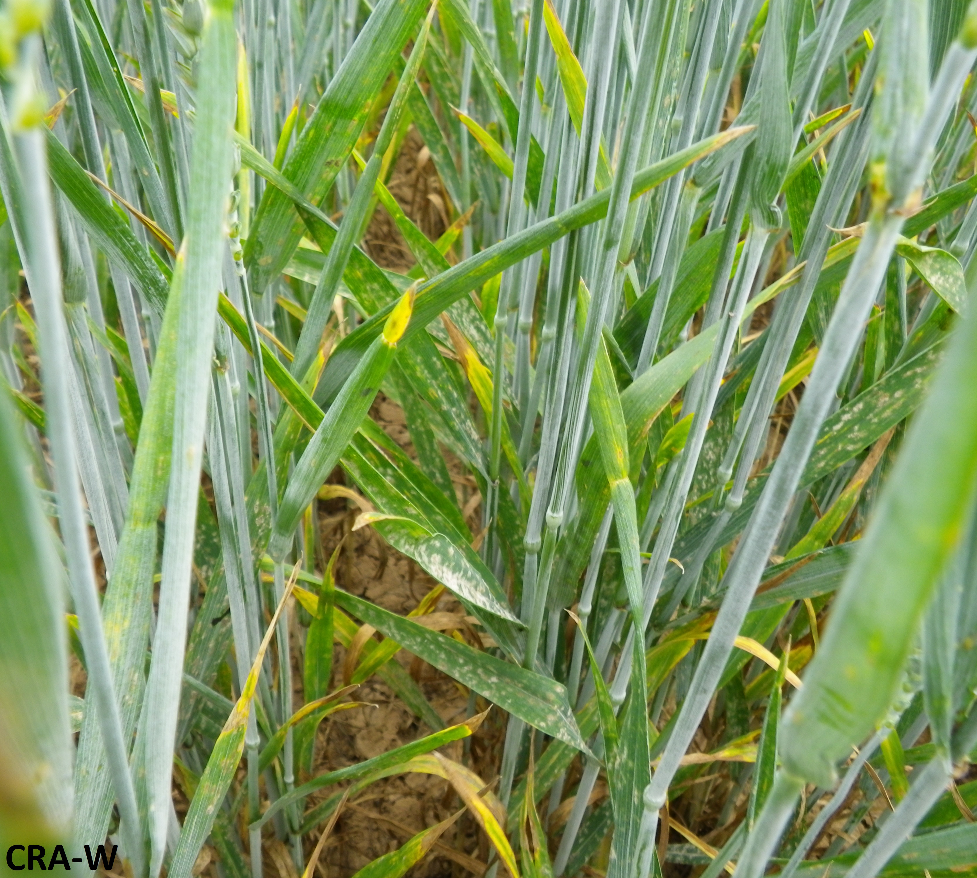 Oïdium – Livre Blanc Céréales