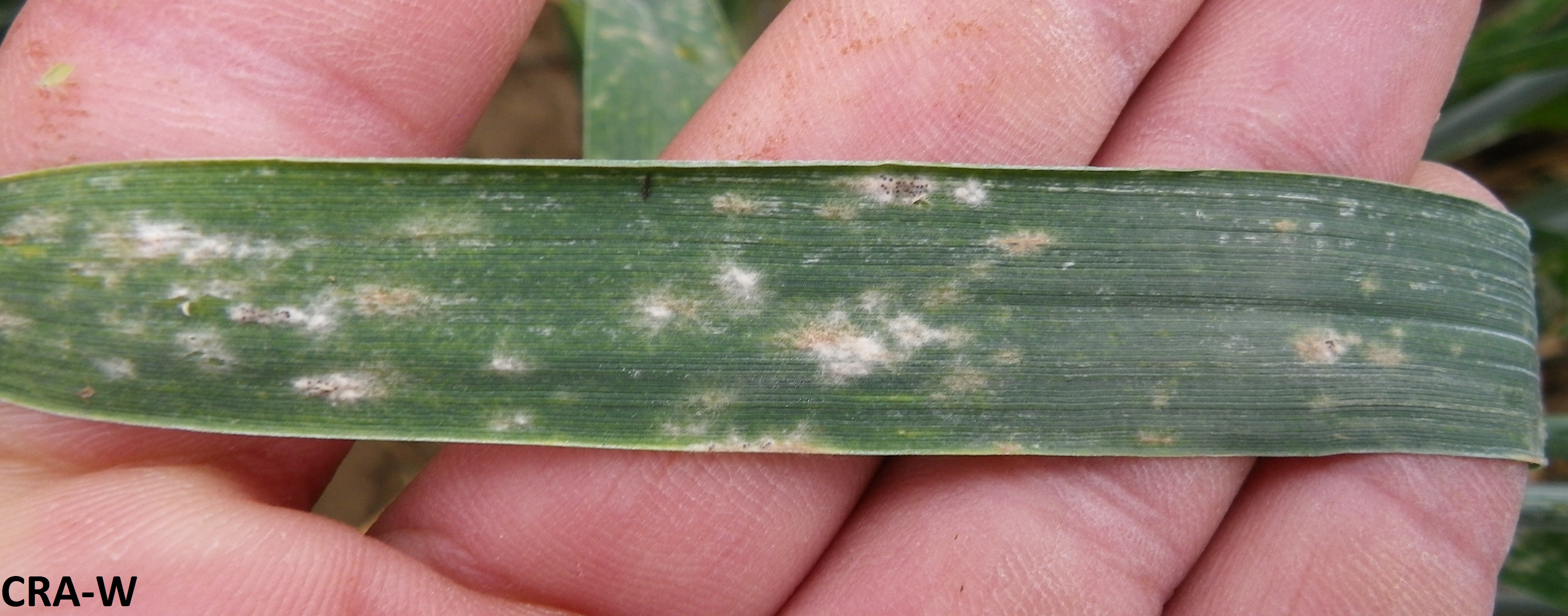 Oïdium – Livre Blanc Céréales