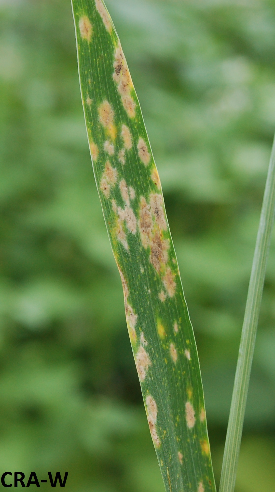 Oïdium – Livre Blanc Céréales